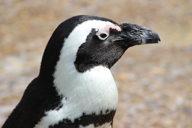 1,118 Penguin Profile Stock Photos - Free & Royalty-Free Stock Photos ...