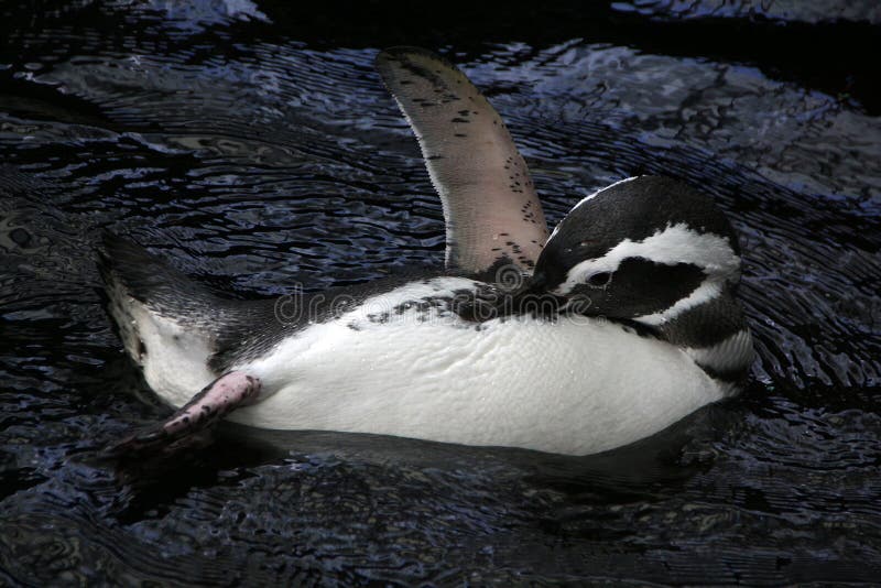 Penguin relaxing on water stock image. Image of penguin - 152185381