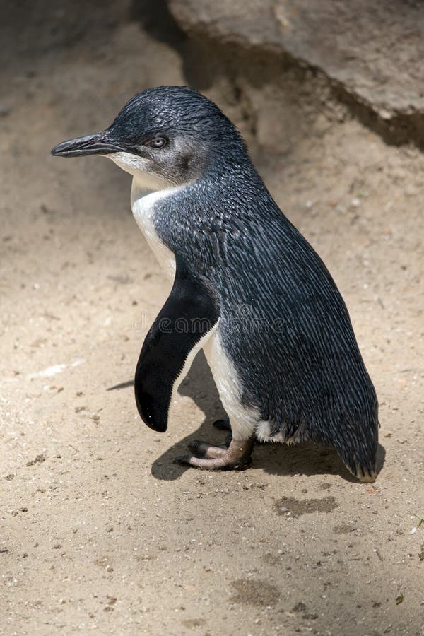 This is a Side View of a Penguin Stock Photo - Image of animal ...