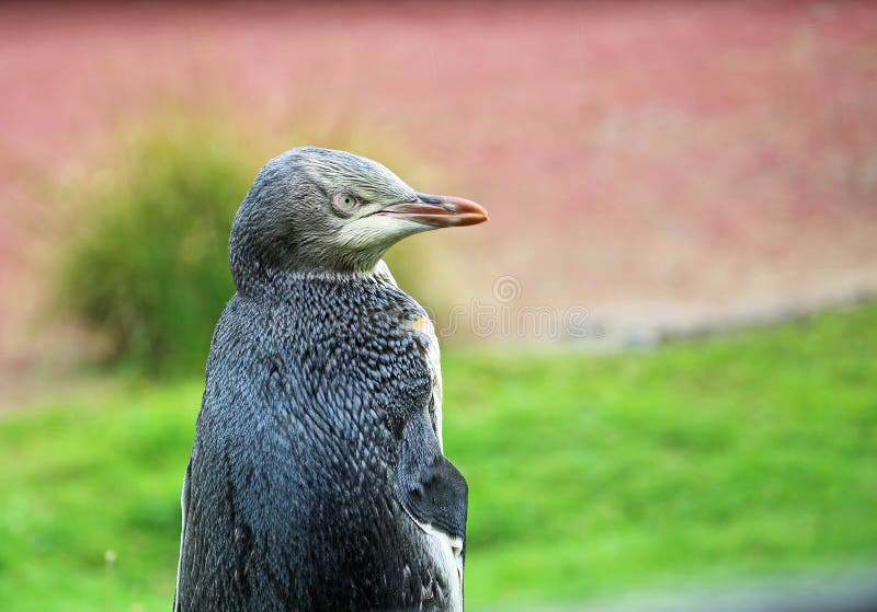 Penguin in right profile stock image. Image of wild - 101422425