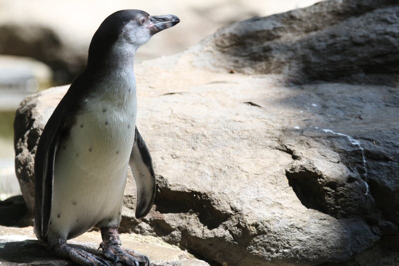 Penguin on rocks stock image. Image of sphenisciformes - 8004181