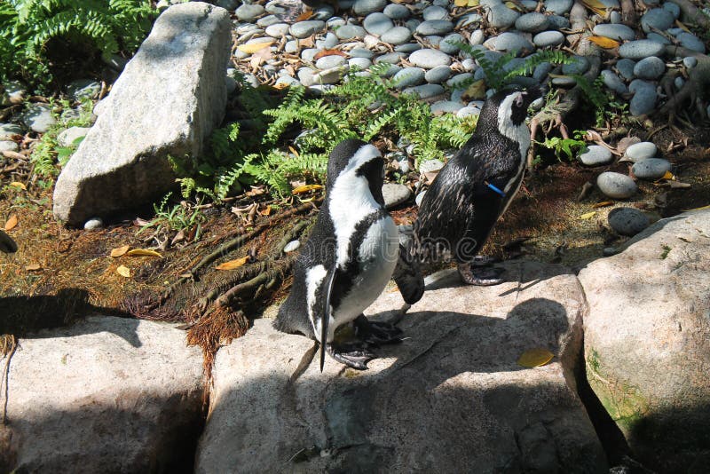 Singapore Zoo New Animal Exhibits Stock Photos - Free & Royalty-Free ...