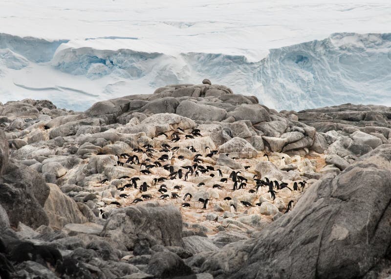 Penguin rookery stock photo. Image of breed, endangered - 10547612