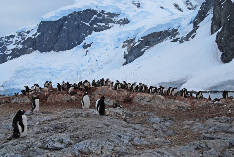 Chinstrap Penguin Rookery in Antarctica Stock Photo - Image of cruise ...