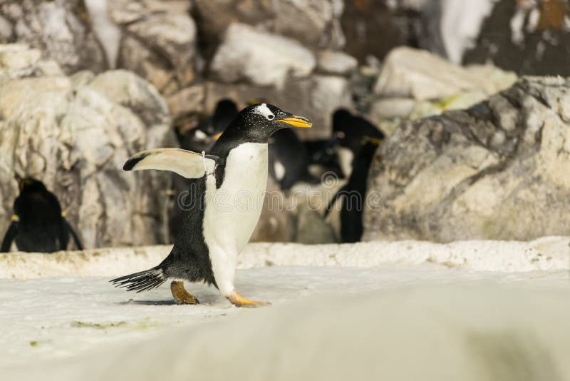 Big Beautiful Royal Penguins in the Aquarium Zoo Park Stock Photo ...