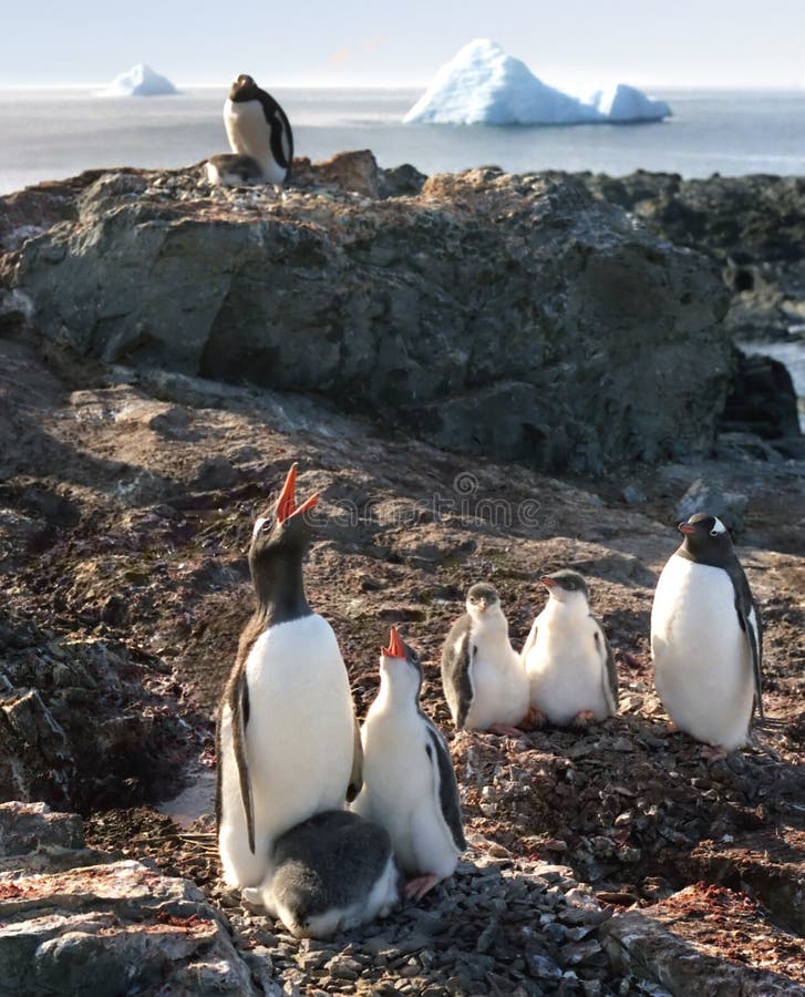 Chinstrap Penguin Rookery in Antarctica Stock Photo - Image of cruise ...