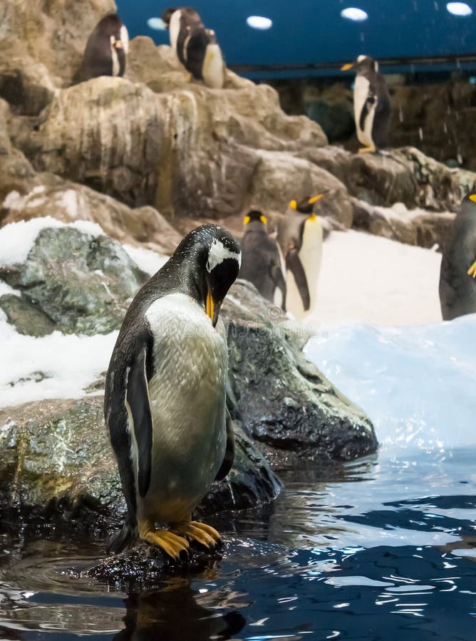 Sad Penguin Stock Photos - Free & Royalty-Free Stock Photos from Dreamstime