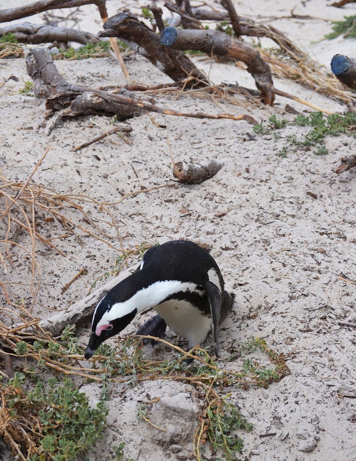 Penguin on Sandy Beach with Dried Branches Stock Photo - Image of ...