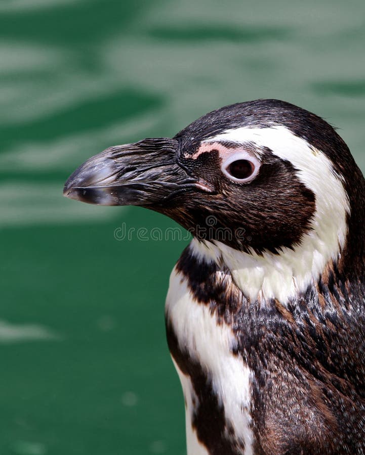 313 Penguin Side Profile Stock Photos - Free & Royalty-Free Stock ...