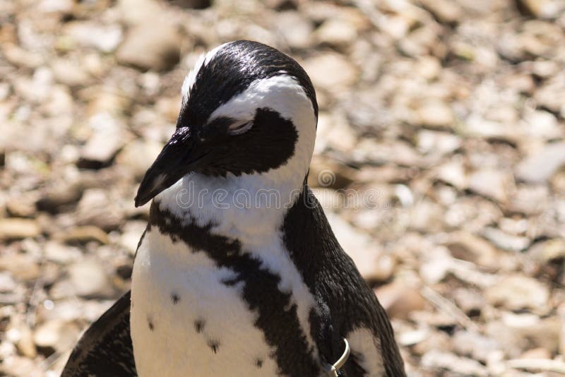 Penguin stock photo. Image of cute, outdoor, arctic, environment - 65395292