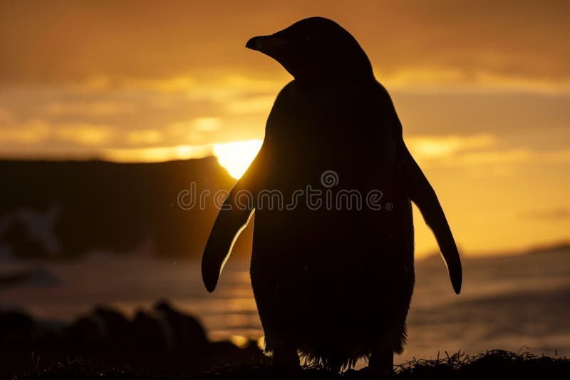 Penguin Silhouette, Antarctic Sun Barely Sets Stock Image - Image of ...