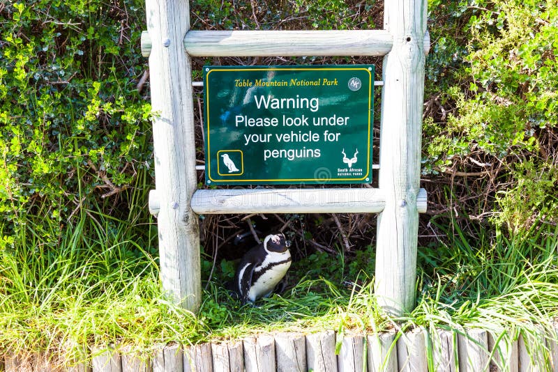 Penguin editorial stock photo. Image of sits, water, irony - 94704673