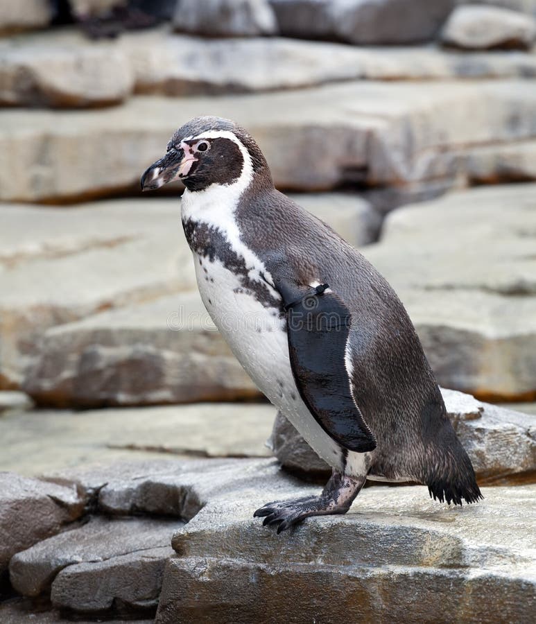Penguin Side Profile Stock Photos - Download 86 Royalty Free Photos