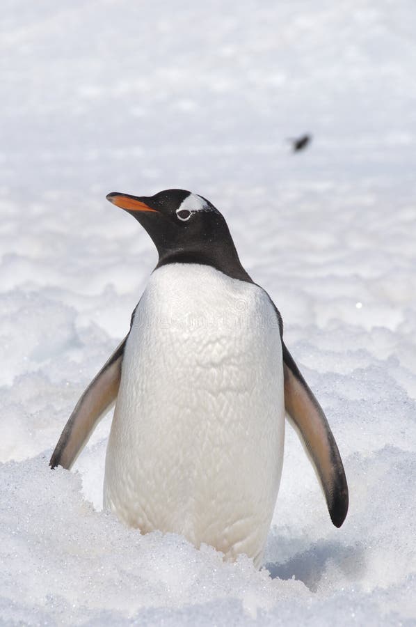 Penguin on the snow stock photo. Image of animals, winter - 26731022
