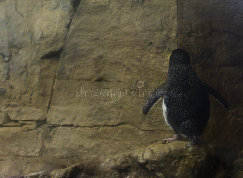 Aggressive Rockhopper Penguin Stock Photo - Image of freshwater ...