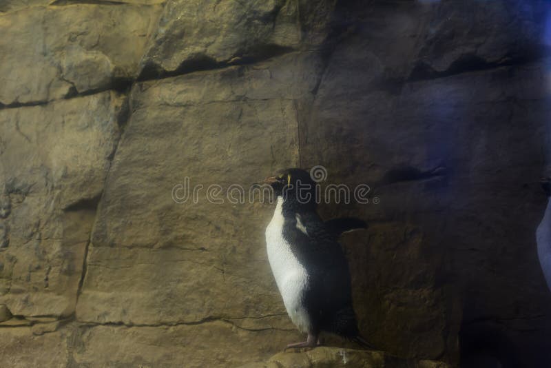 Aggressive Rockhopper Penguin Stock Photo - Image of freshwater ...