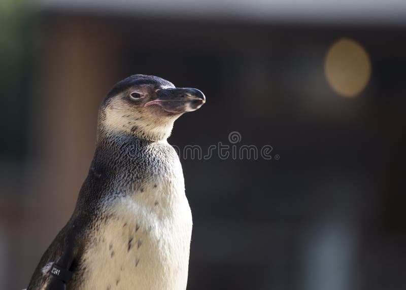 Penguin stock image. Image of reserve, locations, animals - 48228871
