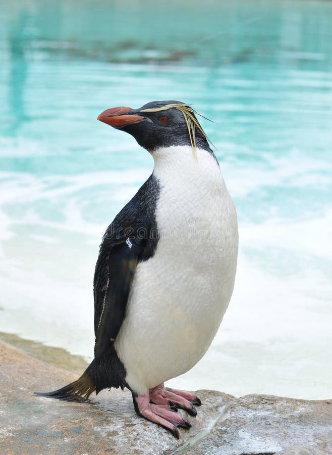 A penguin stock photo. Image of wildlife, avian, plump - 31320662