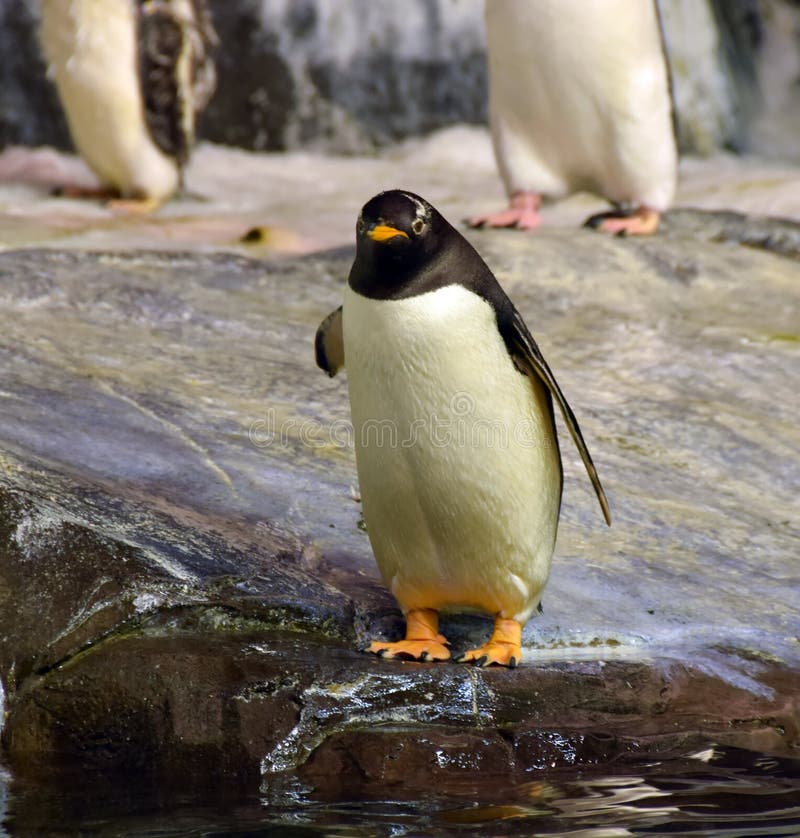 Penguin standing stock photo. Image of nature, cold, standing - 54350318