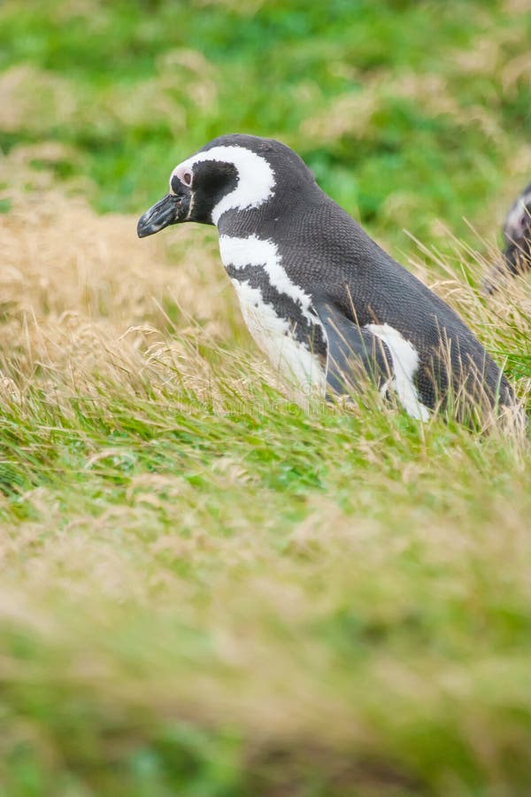 Penguin standing in nature stock photo. Image of magellanic - 50793704