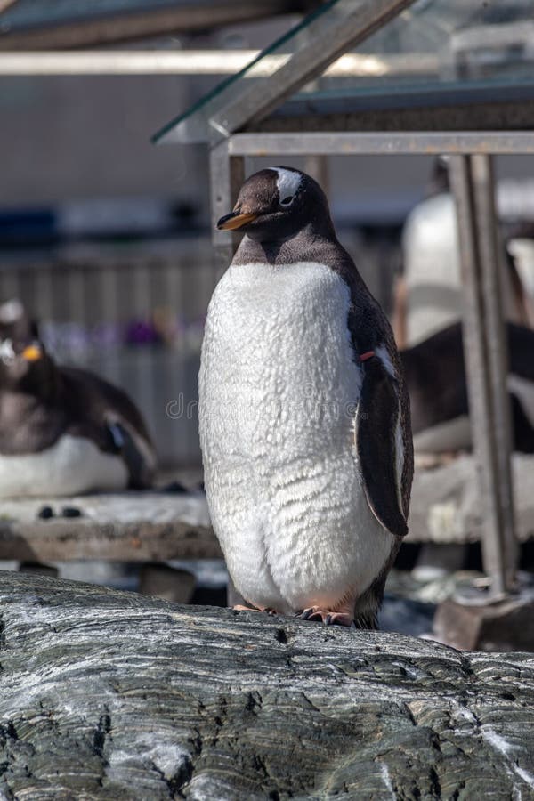 A Penguin Standing on a Rock in Bergen, Norway Stock Image - Image of ...