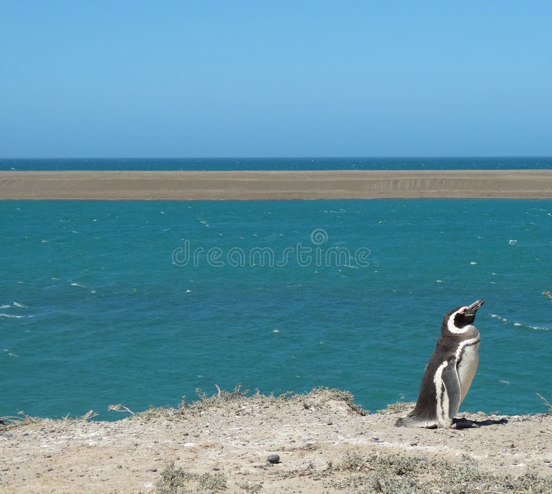 Penguin Standing on the Seaside on a Sunny Day Stock Photo - Image of ...
