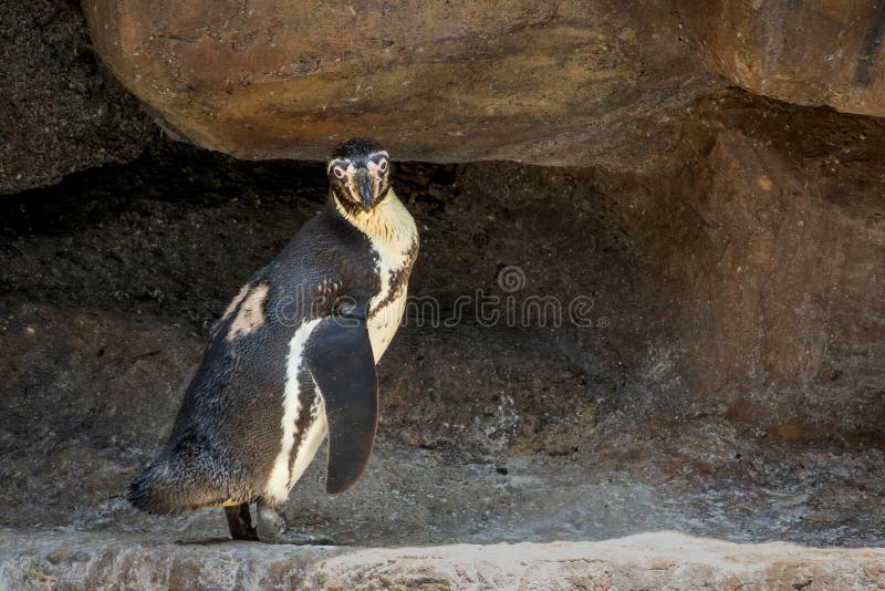 Penguin Stands Upright in a Rocky Enclosure. Stock Photo - Image of ...