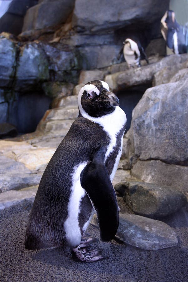 Penguin Stare stock image. Image of nature, landscape - 72278265