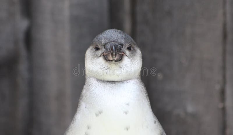 Penguin Staring stock image. Image of stare, pose, feathers - 41762391