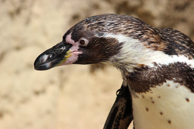 Penguin Staring stock image. Image of stare, pose, feathers - 41762391