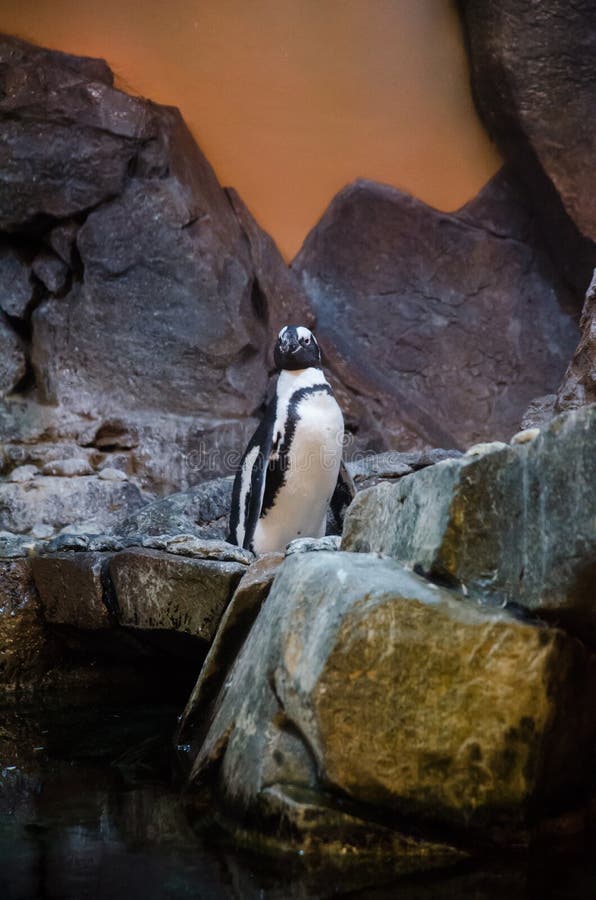Penguin with Stone Environment in Zoo Stock Image - Image of biology ...
