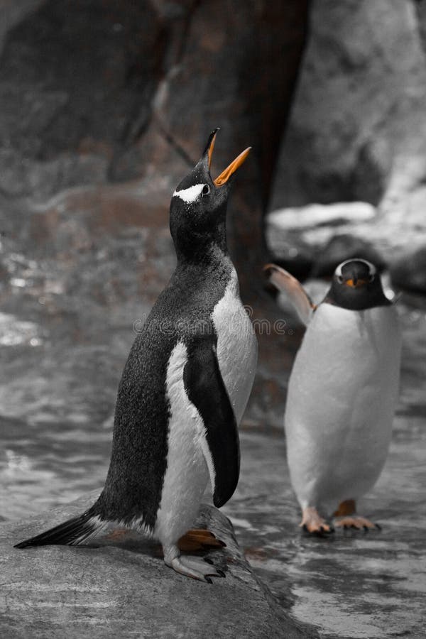 Penguin Stretches Up, Pulls the Neck and Beak Up. Stands on the Rock ...