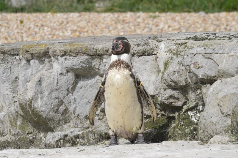 Penguin Sun Showering Against a Rocky Wall Stock Image - Image of rocky ...