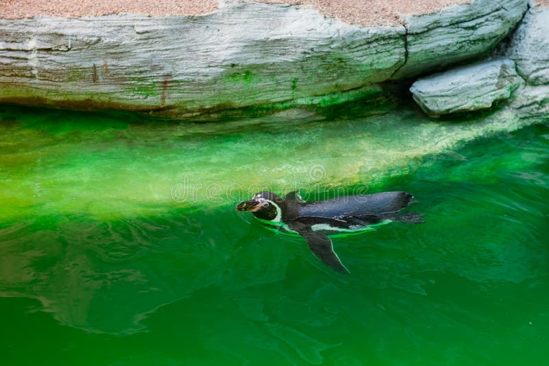 Penguin Swiming in Zoo Pool. Safari Park. Selective Focus. Stock Photo ...
