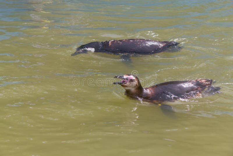 Penguin Swimming in the Lake Stock Image - Image of magellanicus ...