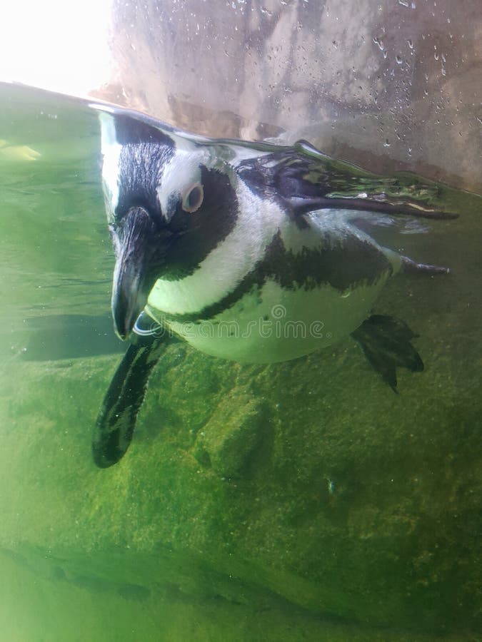 Penguin from Pittsburgh Aviary Stock Photo - Image of penbsylvania ...