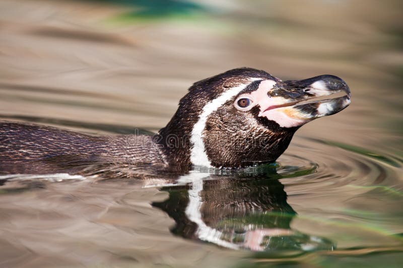 Penguin swimming in water stock photo. Image of sphenisciformes - 20318536