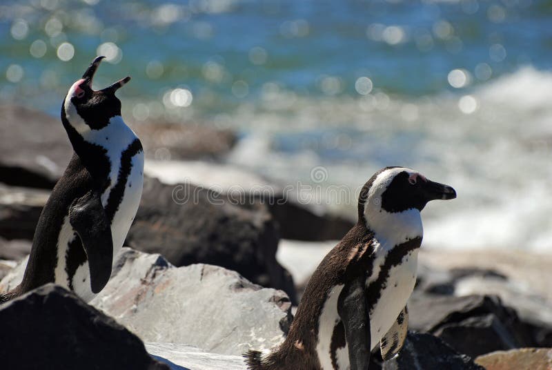 Penguin talk stock photo. Image of shout, black, suit - 2171748