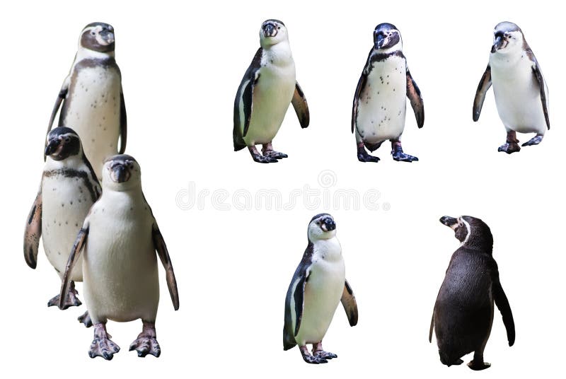 Penguin birth stock image. Image of penguin, wildlife - 4231365