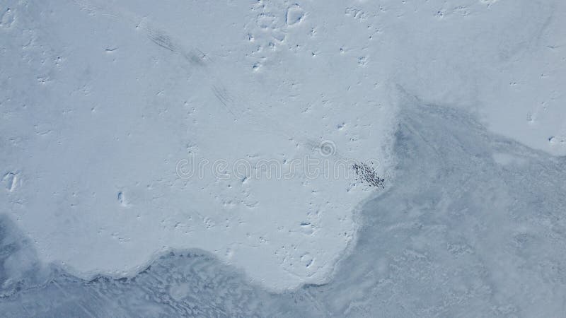 Penguin Tracks in the Snow. Drone View Stock Image - Image of british ...