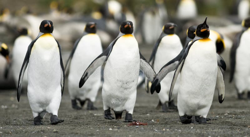 Penguin Trio Walking Together Stock Image - Image of penguins, together ...