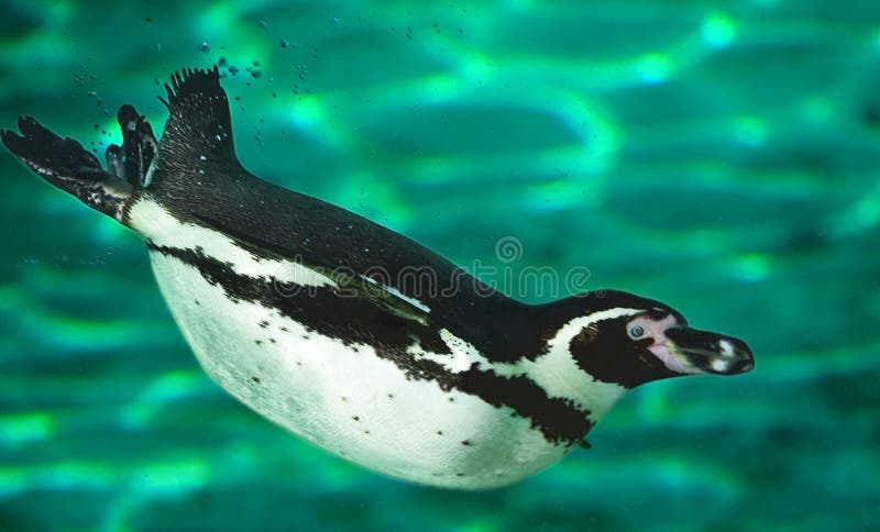 Penguin Under Water Diving Smoothly Stock Image - Image of penguin ...