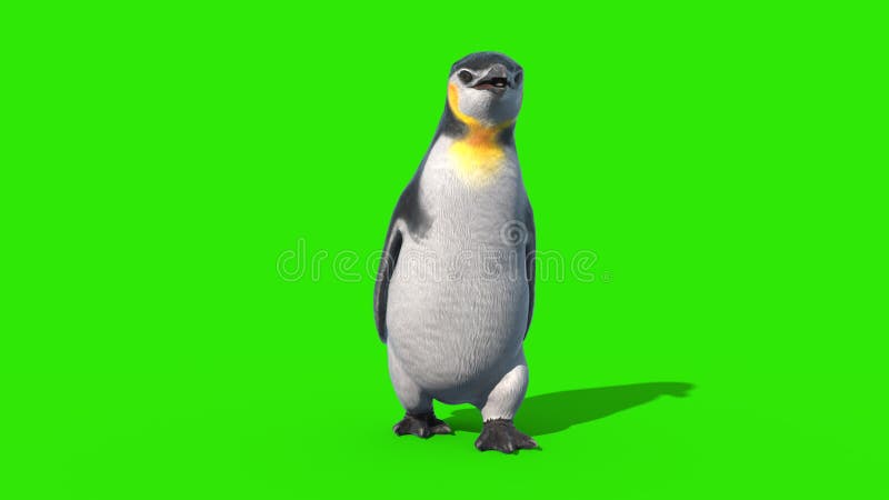 Penguin Walkcycle Green Screen Loop Front 3D Rendering Animation 4K ... Penguin Walkcycle Green Screen Loop Front 3D Rendering Animation 4K ...