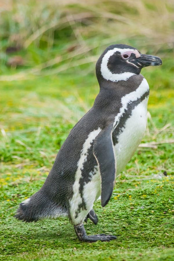 Side View Penguin Field Stock Photos - Free & Royalty-Free Stock Photos ...