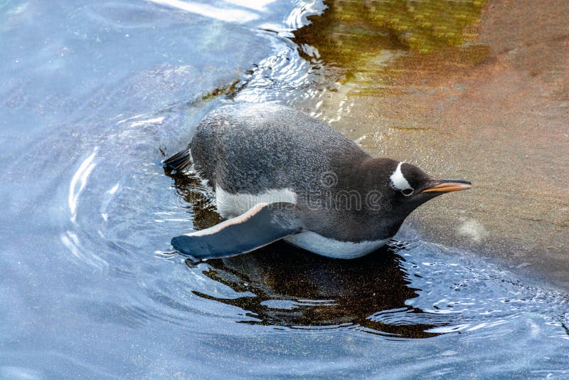 A Penguin Walks Along the Coast at the Edge of Blue Clear Water Stock ...