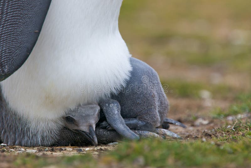 Penguin Watching Over Hatchling Stock Photo - Image of cute, newborn ...