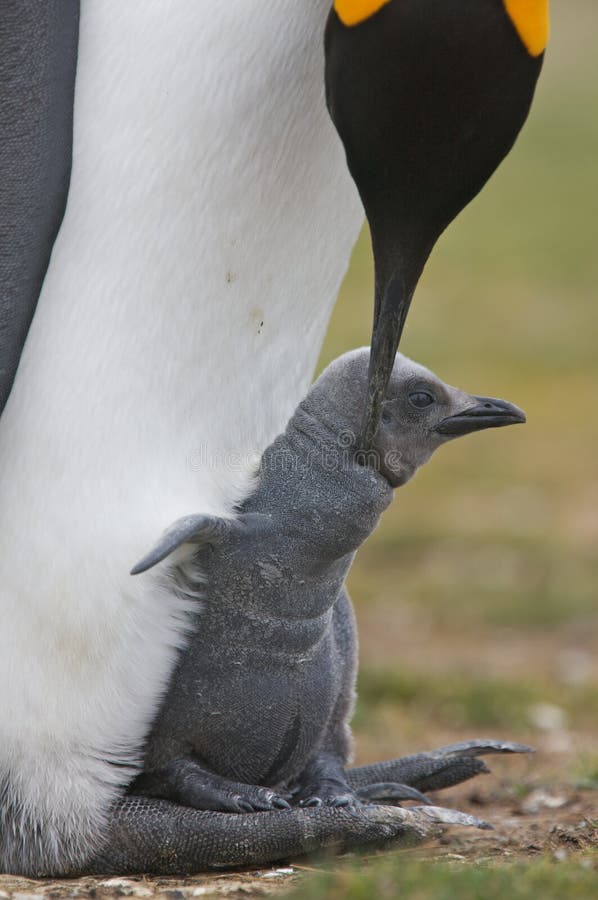 Penguin Watching Over Hatchling Stock Image - Image of wildlife, grass ...