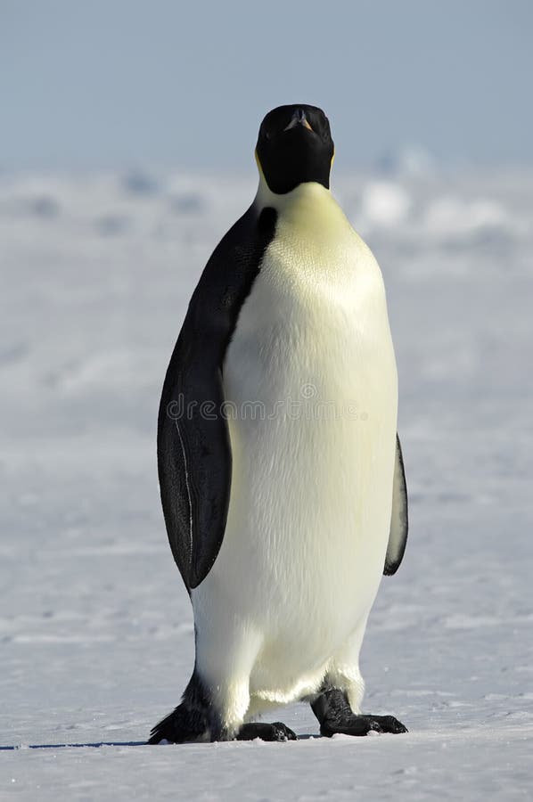 Penguin watching you stock image. Image of horizon, cold - 3414979