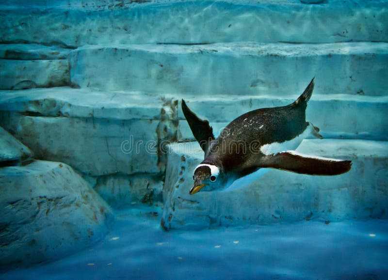 Penguin in the water stock image. Image of flightless - 18982153