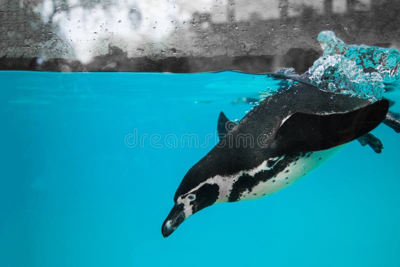 Penguin in water stock image. Image of seal, mammal - 333518665